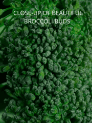 Parts of Broccoli - Crown, Florets, Spears, & More - The Short Order Cook