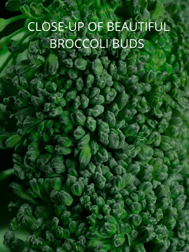 Parts of Broccoli - Crown, Florets, Spears, & More - The Short Order Cook
